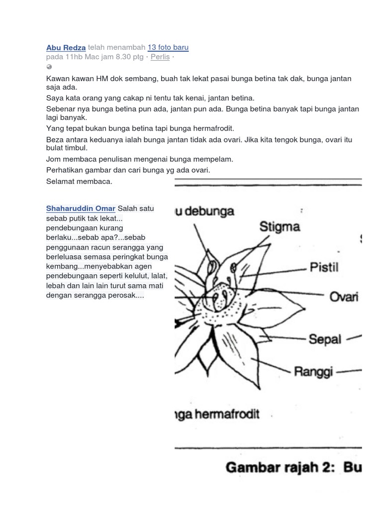 Mengenai Bunga Mempelam | PDF