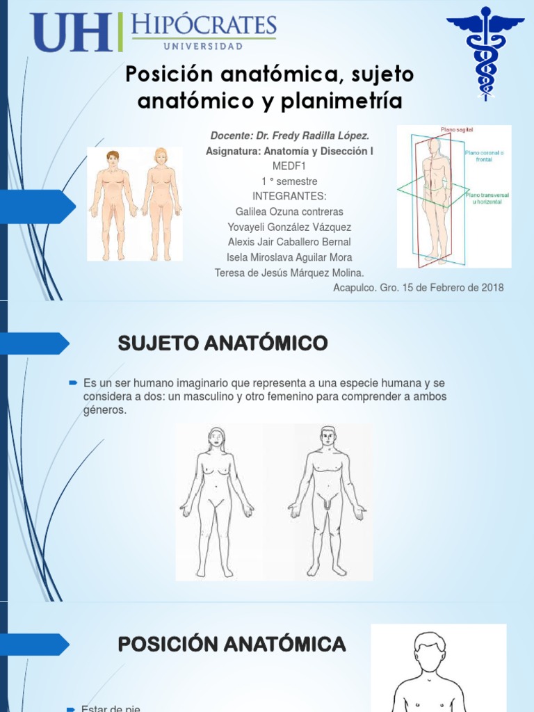 Posicion Anatómica | PDF | Abdomen | Anatomía humana