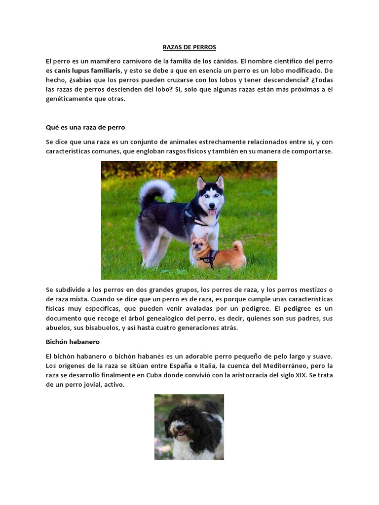 Razas de Perros | PDF