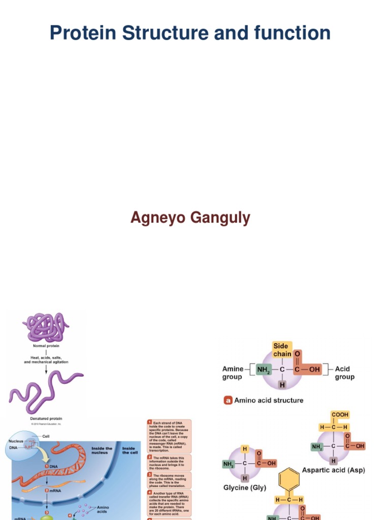 Understanding Protein Structure and Function | PDF | Protein Structure ...