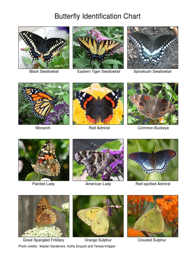 Butterfly Chart | PDF | Insects | Lepidoptera