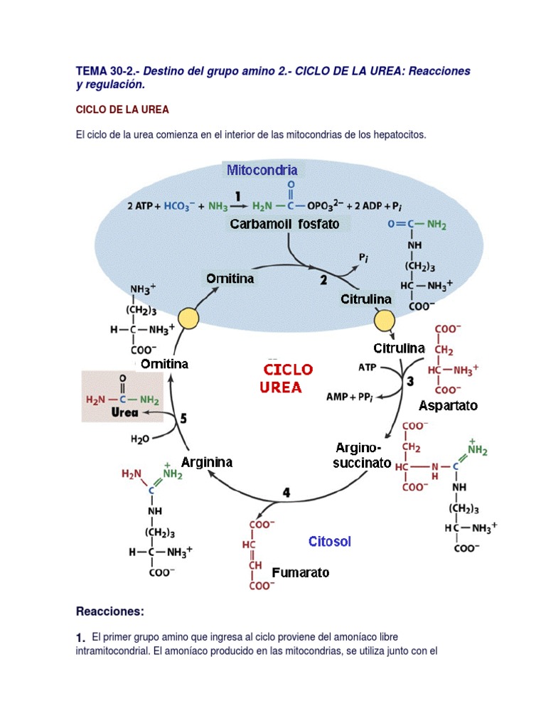 Ciclo de La Urea | PDF | Bioquímica | Química