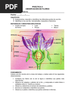 Tropismo en Plantas | PDF | Ligero | Science