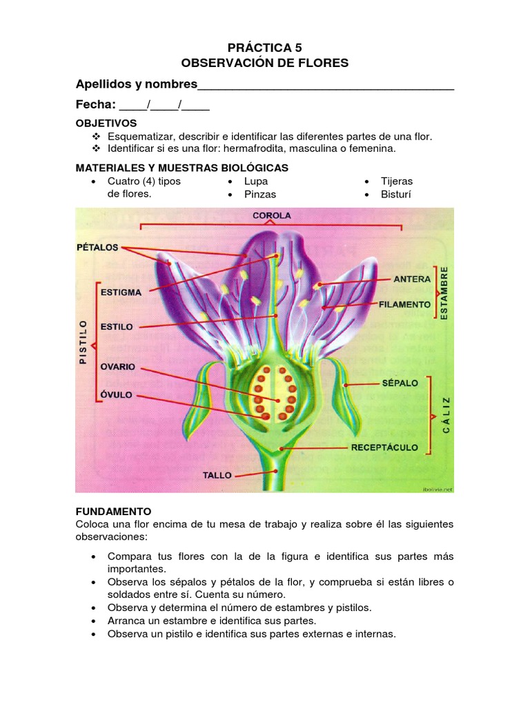 Práctica 05 - Botánica | PDF | Flores | Plantas