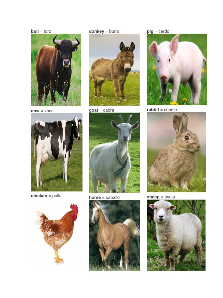 Bull Toro Donkey Burro Pig Cerdo | PDF