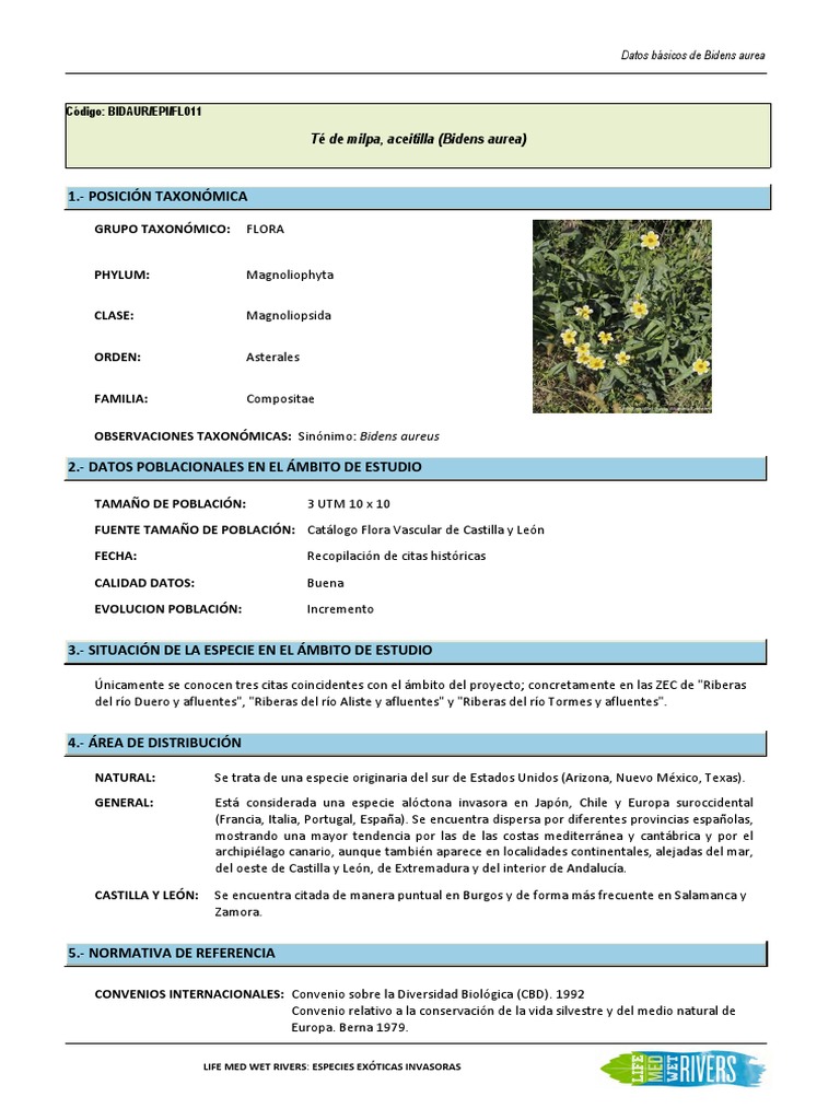 Datos Básicos de Bidens Aurea (Aceitilla) | PDF | Habitat | Botánica