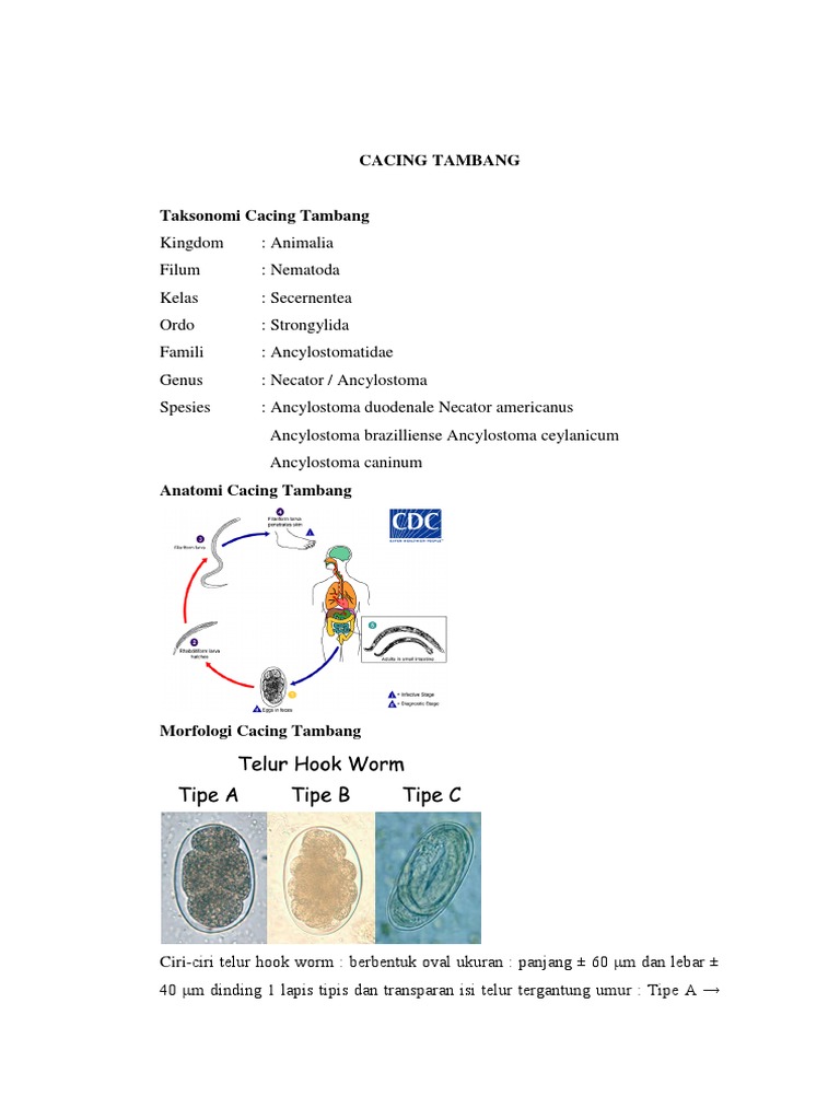 Cacing Tambang | PDF
