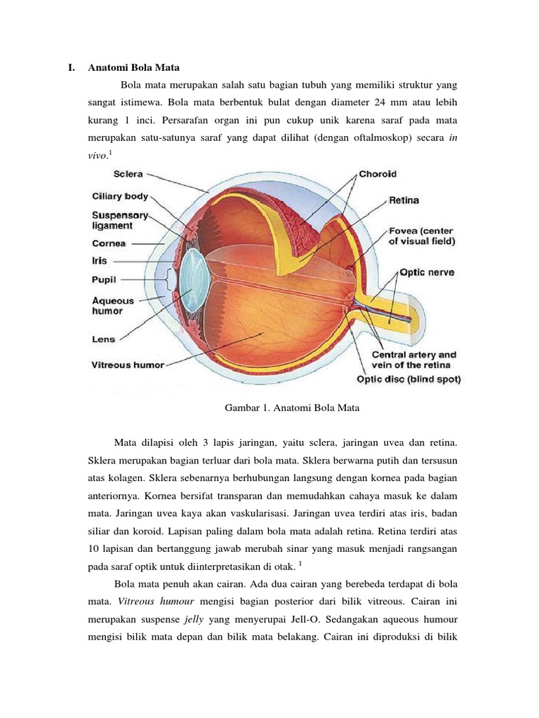 Anatomi Bola Mata | PDF