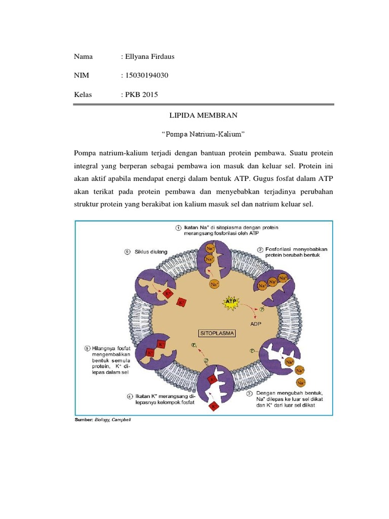 Pompa Ion: Mekanisme Transportasi Ion Natrium dan Kalium Melalui ...