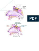 Anatomi Hidung Beserta Fungsinya | PDF