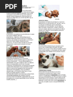 Pfizer Vanguard SP Final | PDF | Vacunas | Virus