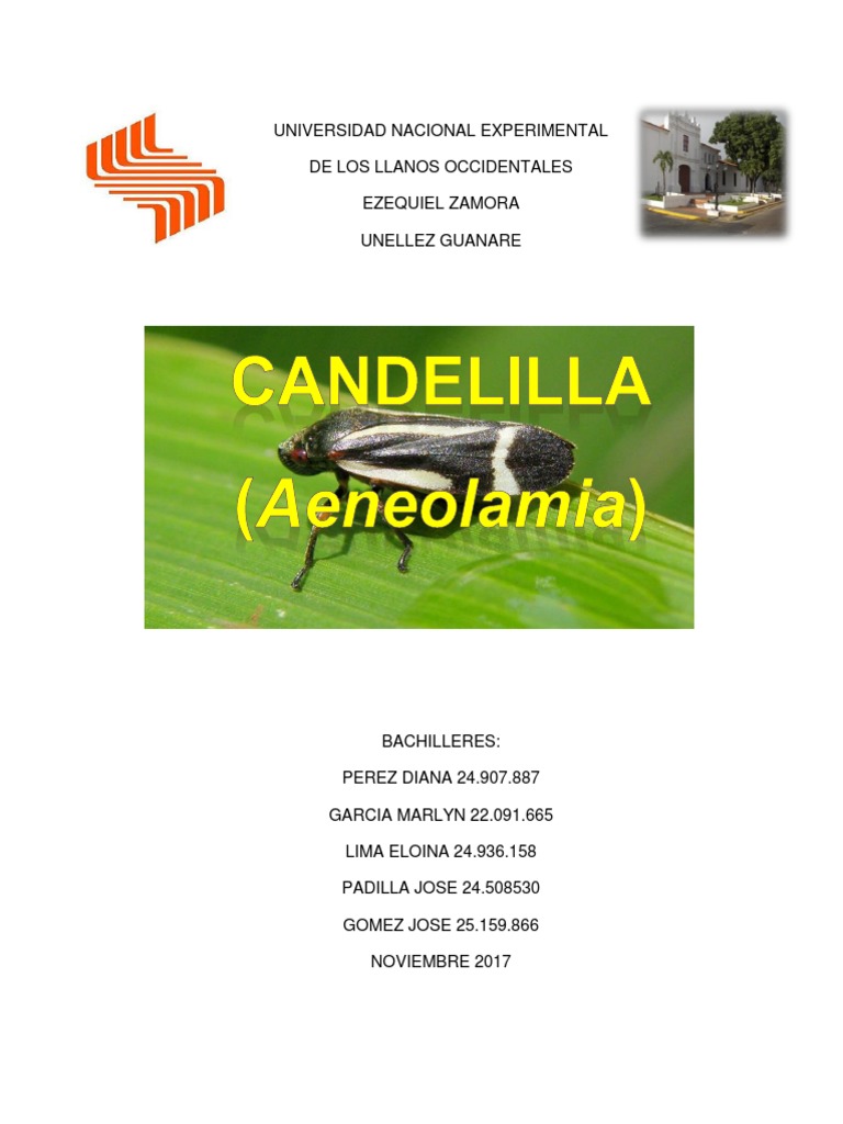 candelilla noviembre 2017 | Insectos | Hoja