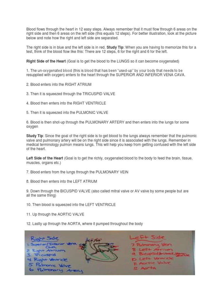 12 Steps of Blood Flow Through Heart | PDF