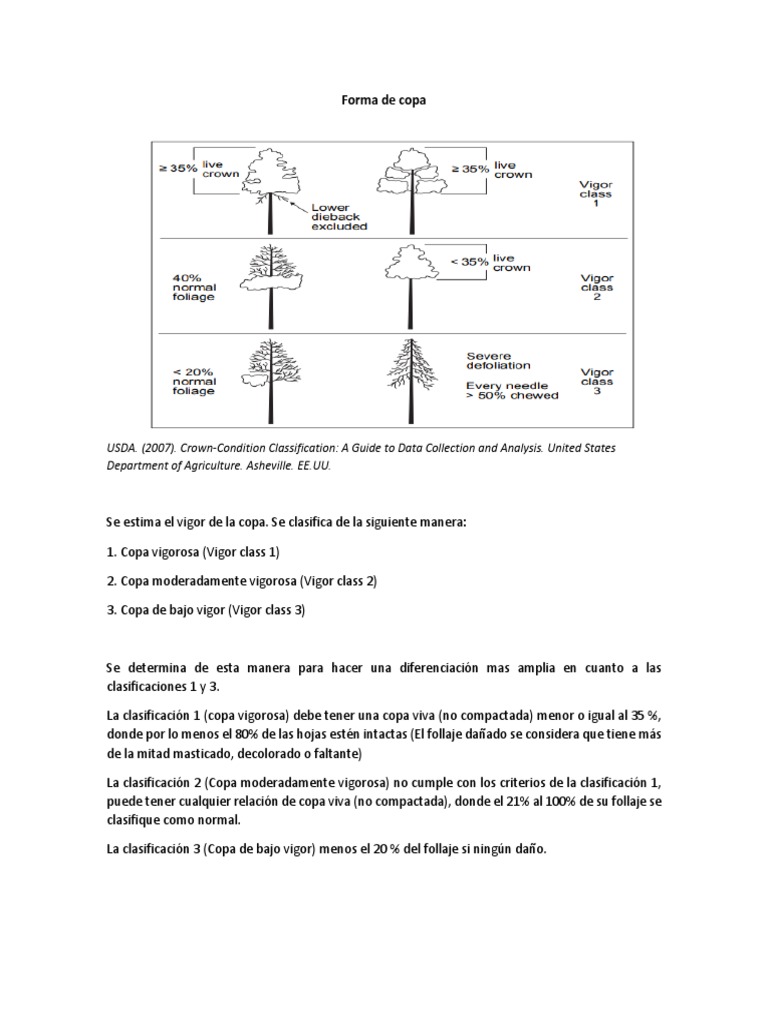 Forma de Copa | PDF