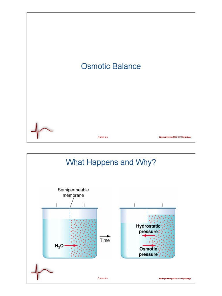L17 Osmotic Balance | PDF | Osmosis | Biology