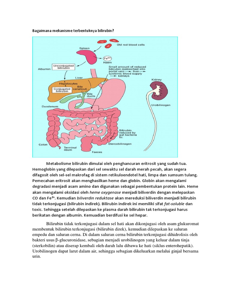 Bagaimana Mekanisme Terbentuknya Bilirubin | PDF