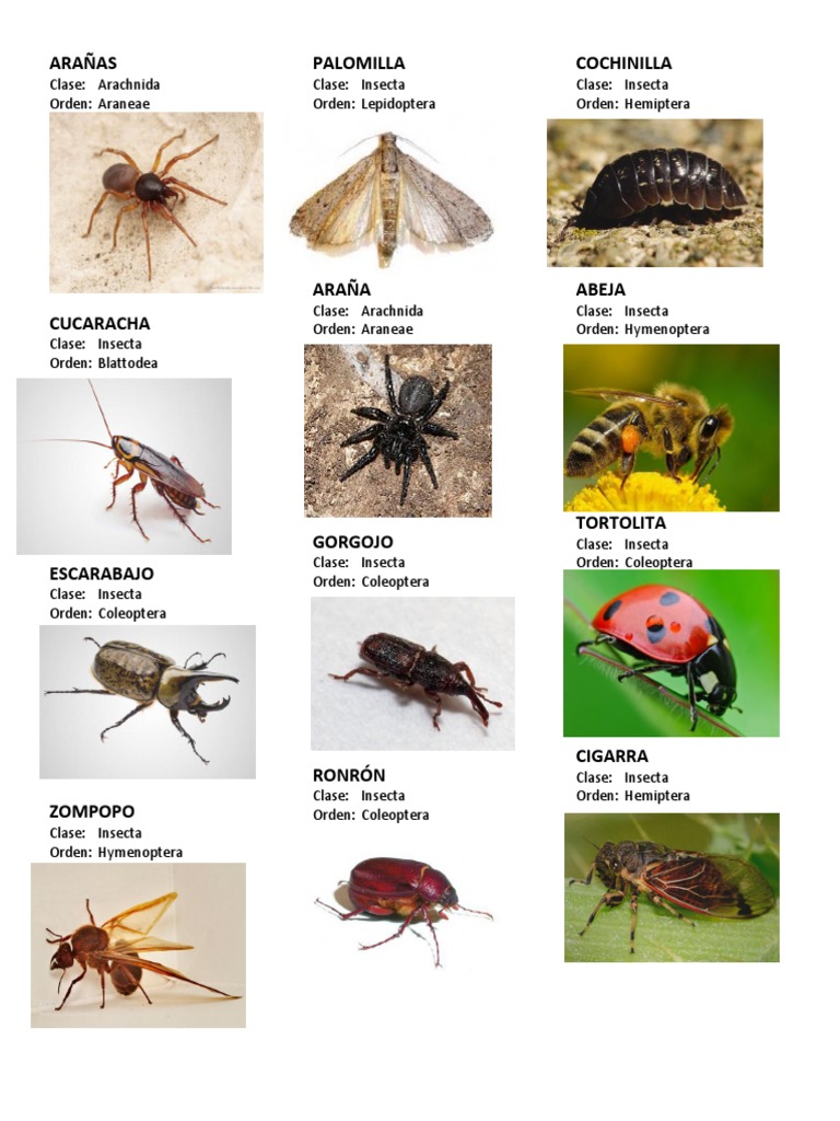 Insectos Clase y Orden | PDF | Ciencia y matemáticas | Hogar ...