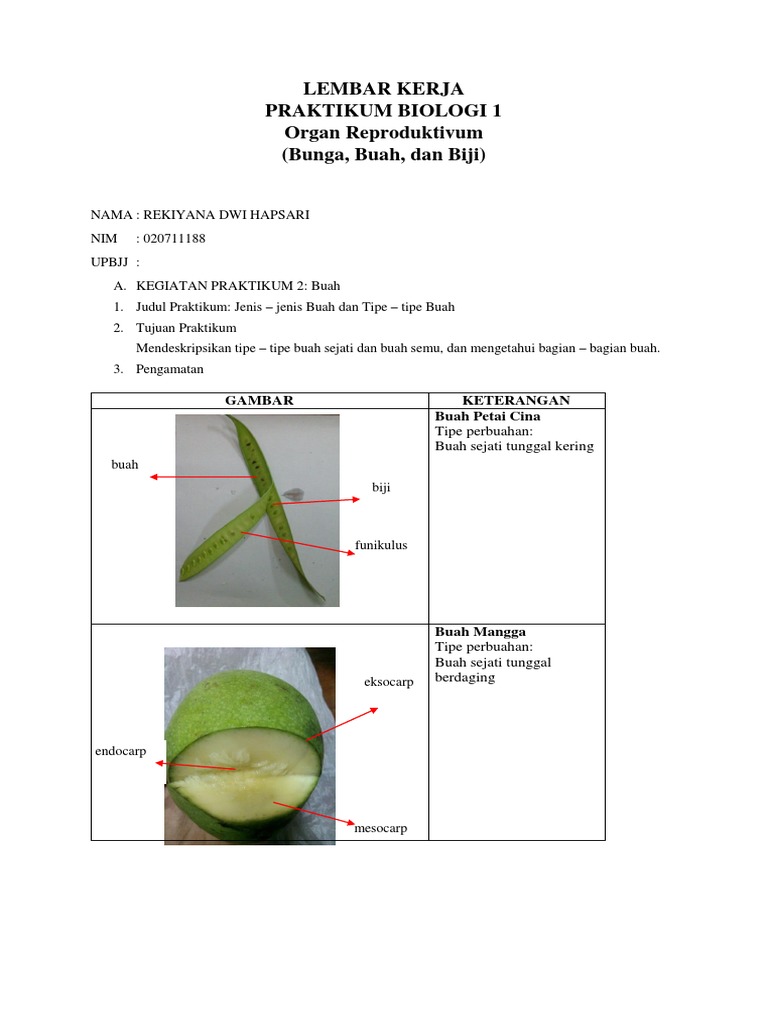 Morfologi Dan Tipe - Tipe Buah | PDF