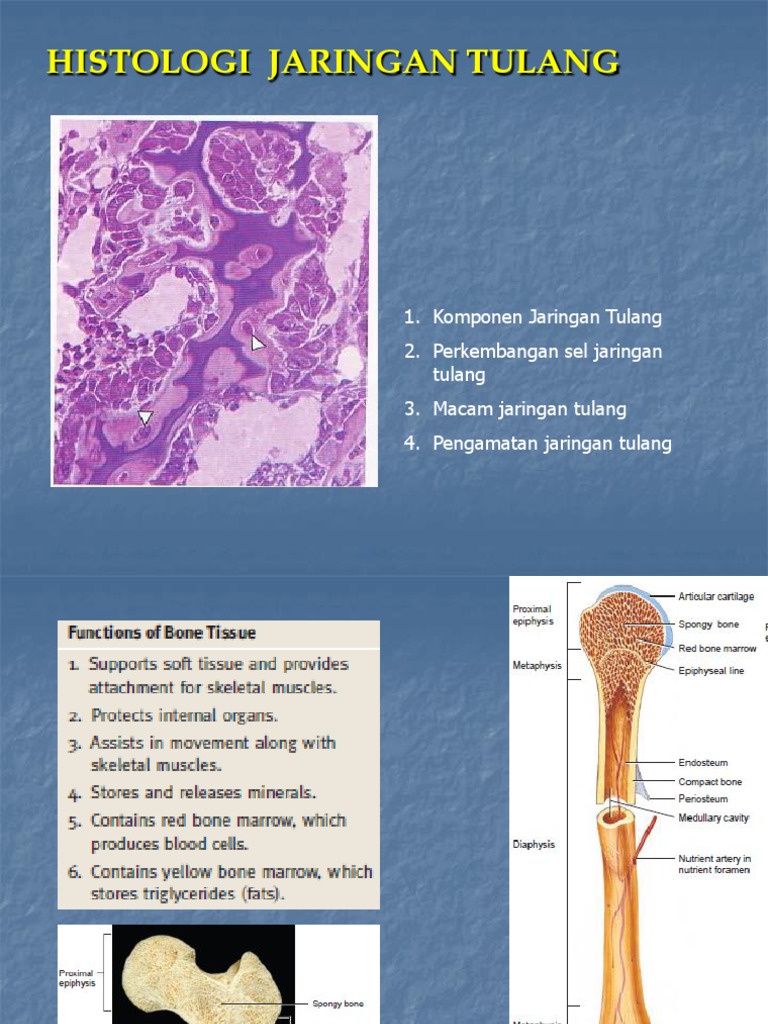 Histologi Jaringan Tulang | PDF