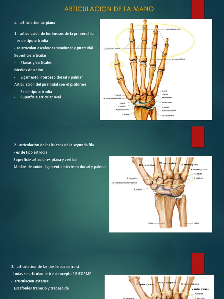 Articulacion de La Mano | PDF | Mano | Sistema musculoesquelético