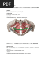 Anatomía del músculo elevador del ano | PDF | Pelvis