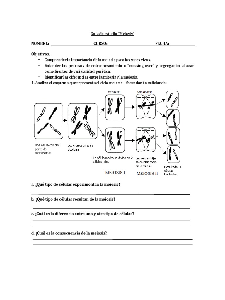Guia Meiosis | PDF | Mitosis | Mitosis