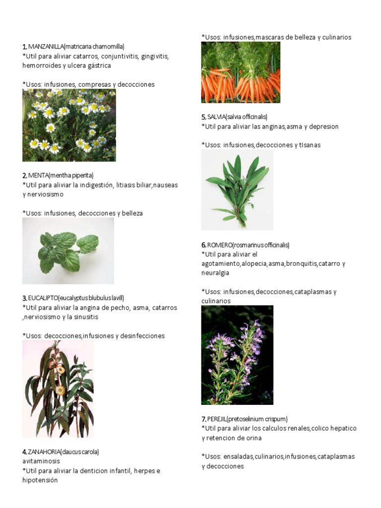 20 plantas medicinales | Hierbas Medicinales Y Hongos | Plantas medicinales