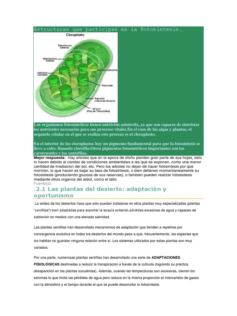 Estructuras clave en la fotosíntesis | PDF | Plantas | Fotosíntesis