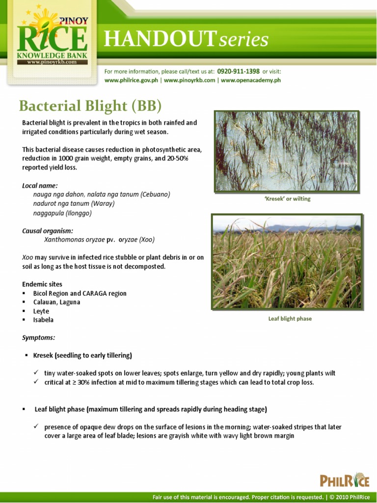 Bacterial Blight (BB) : Local Name | PDF | Horticulture And Gardening ...
