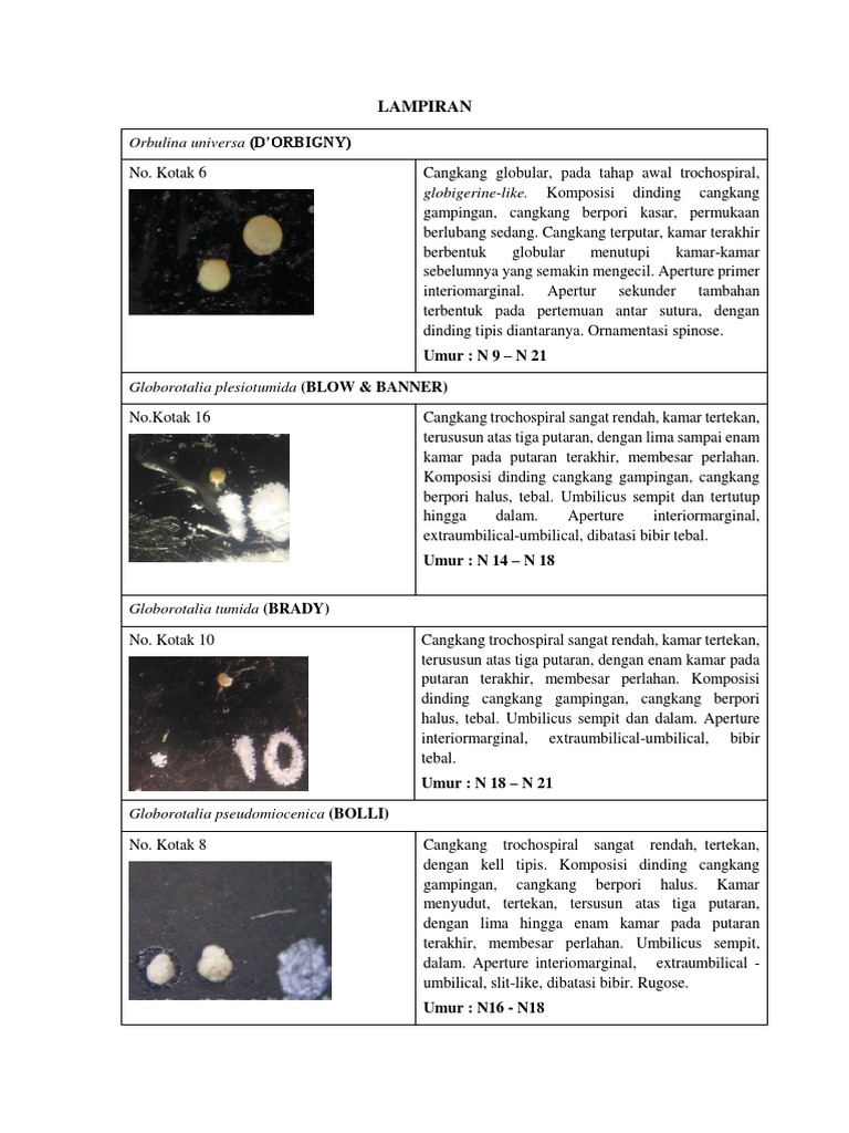 Deskripsi Foraminifera dan Umurnya | PDF