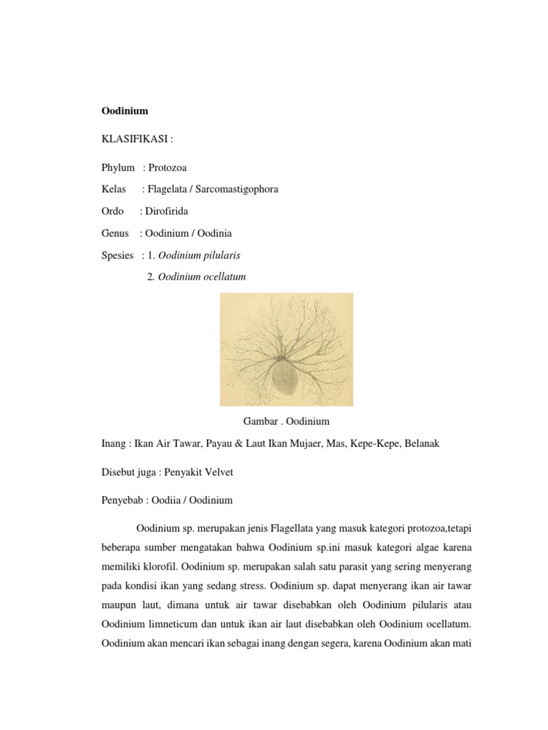 Oodinium | PDF
