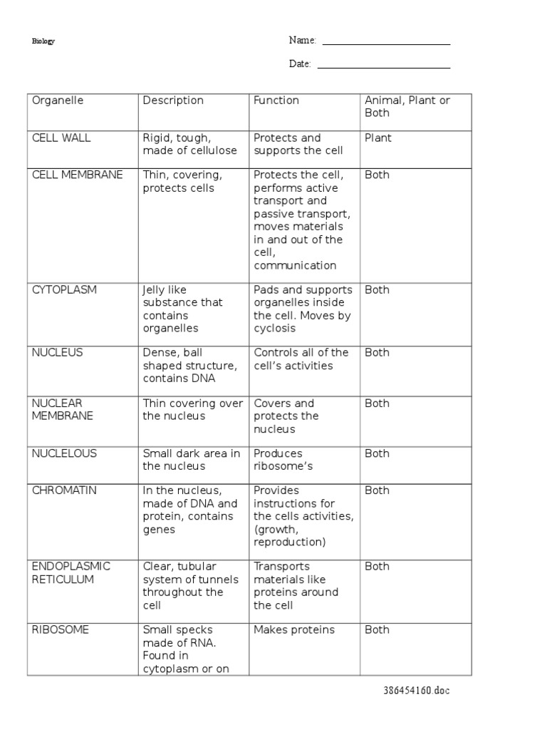 Cell Organelles Worksheet | PDF | Cell Nucleus | Cell (Biology)