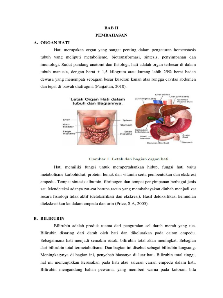 Liver Function Markers Explained | PDF