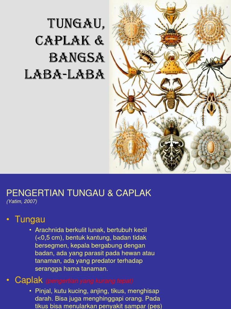 Tungau Caplak | PDF