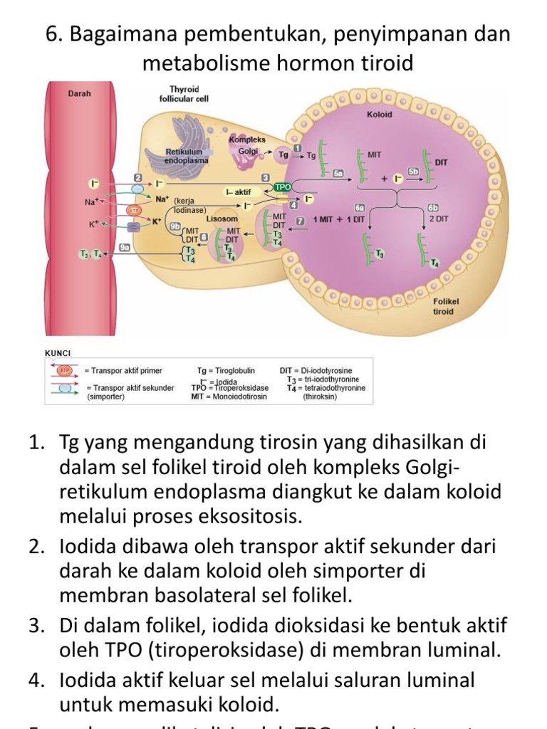 Mekanisme Pembentukan Hormon Tiroid | PDF