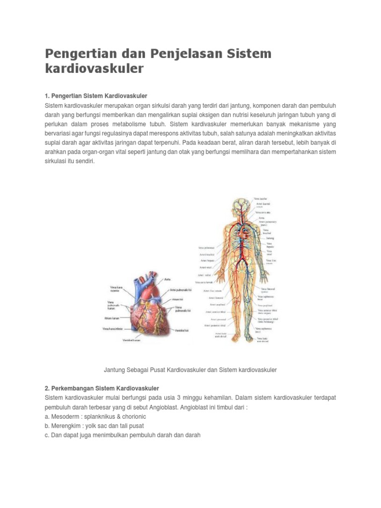 Pengertian Dan Penjelasan Sistem Kardiovaskuler | PDF