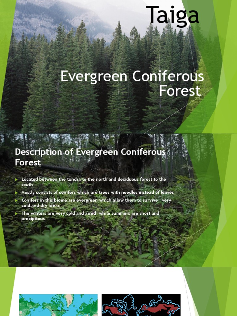 Evergreen Coniferous Forest | PDF | Forests | Organisms