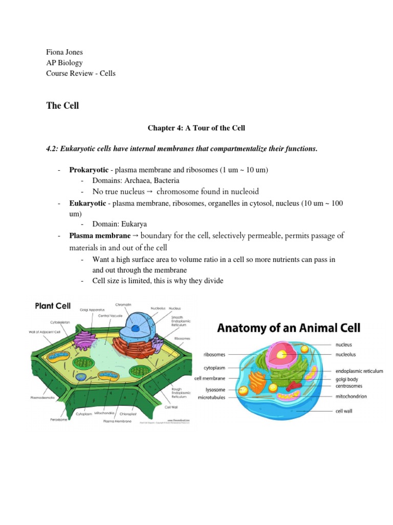 Cell Structure Function Review Presentation | PDF | Mitosis | Cytoskeleton