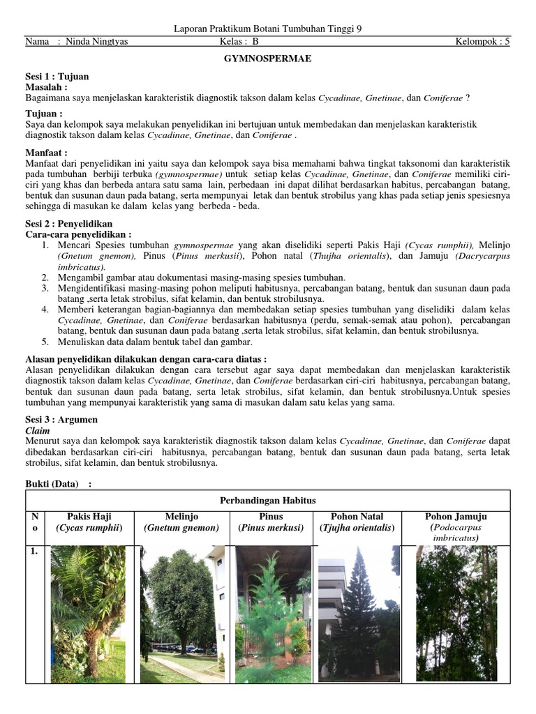Laporan 9 BTT Gymnospermae | PDF