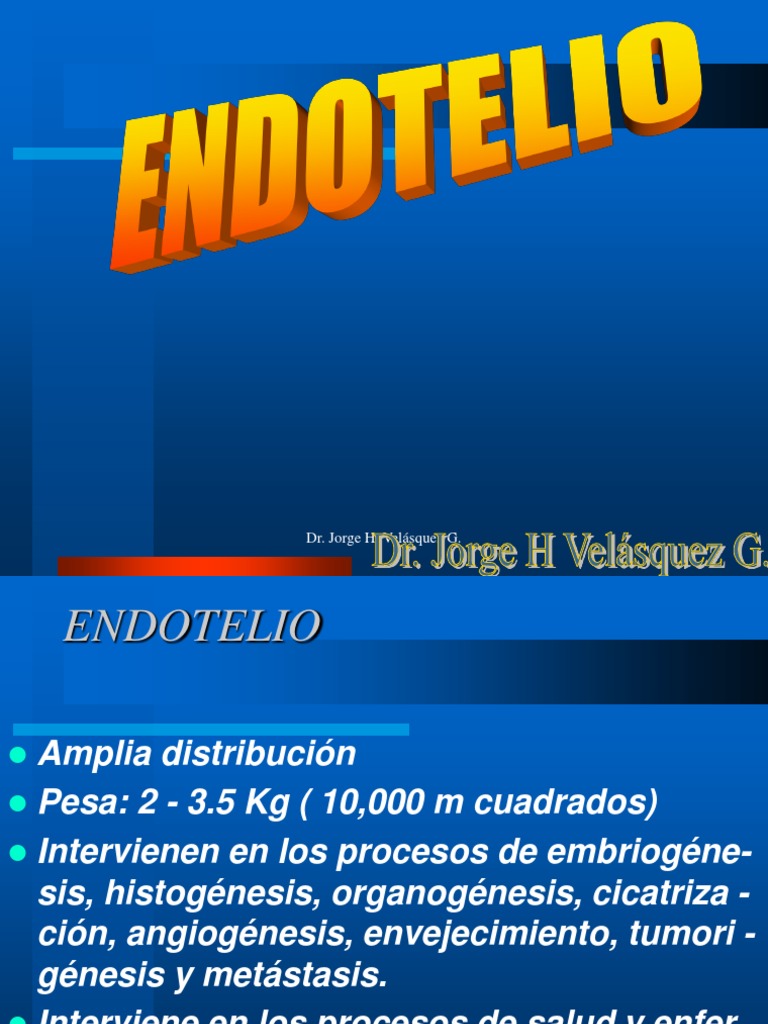Funciones y Regulación del Endotelio | PDF | Endotelio | Anatomía