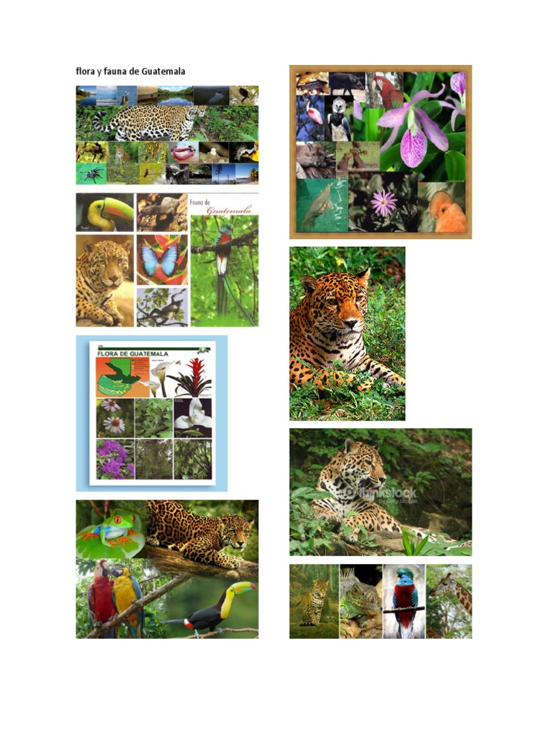 Flora y Fauna de Guatemala | PDF