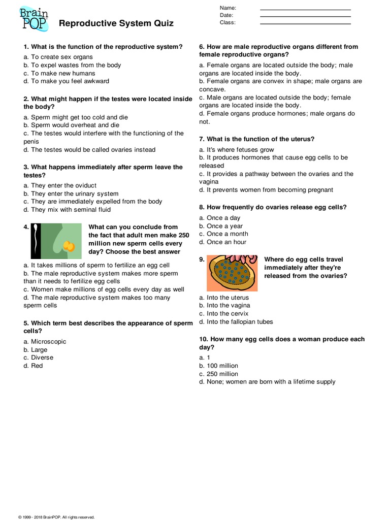 Reproductive System Quiz | PDF | Reproductive System | Ovary