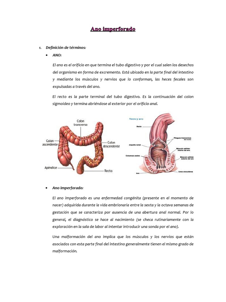 Ano Imperforado Corregido | PDF | Sistema urinário | Sistema digestivo ...