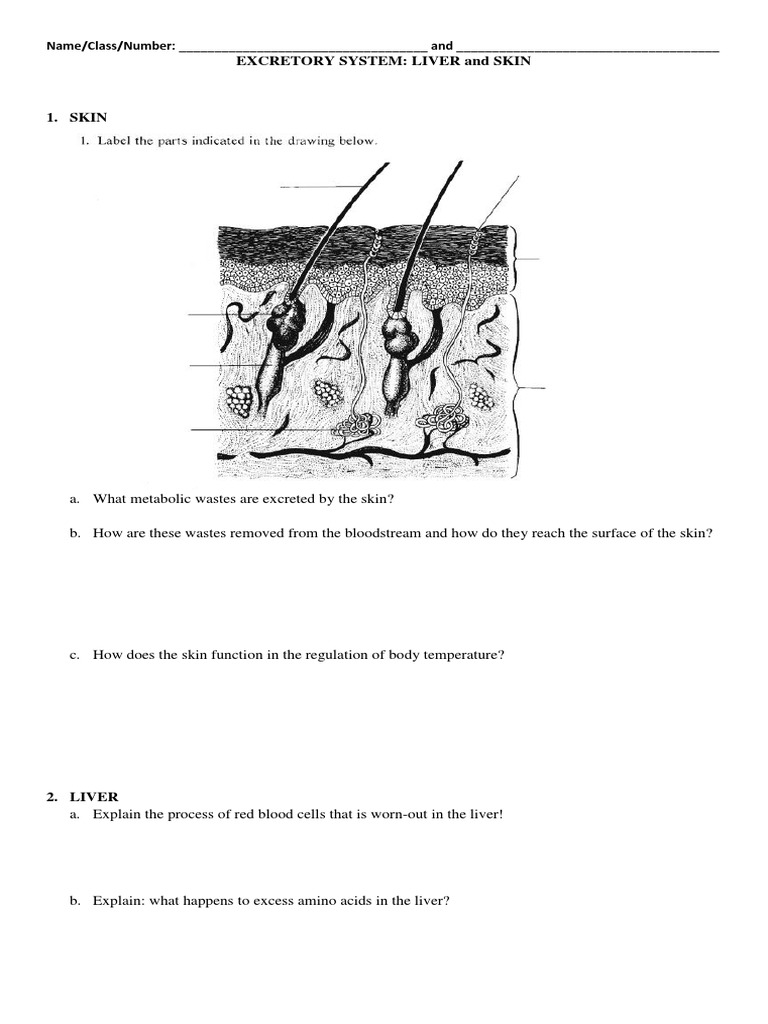 Excretory System Worksheet Digestive And Excretory System Worksheets