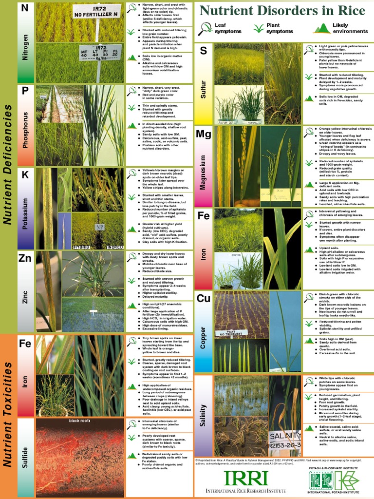 Nutrient Disorders in Rice Poster | PDF | Leaf | Soil
