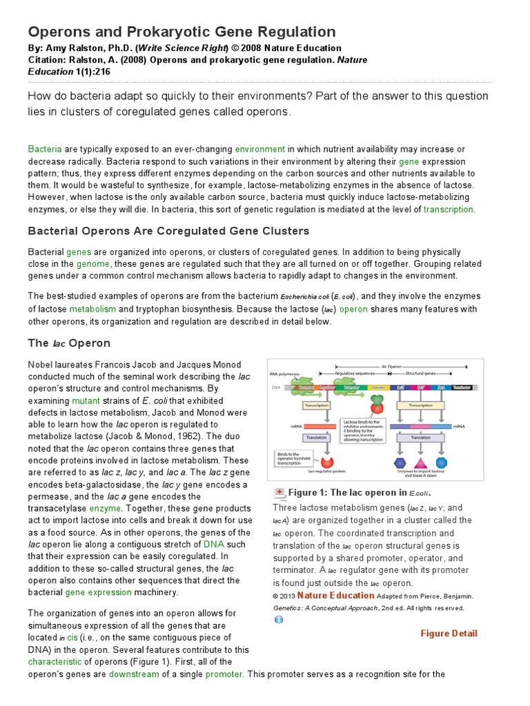 Operons and Prokaryotic Gene Regulation08 NatEdu | PDF | Operon | Gene