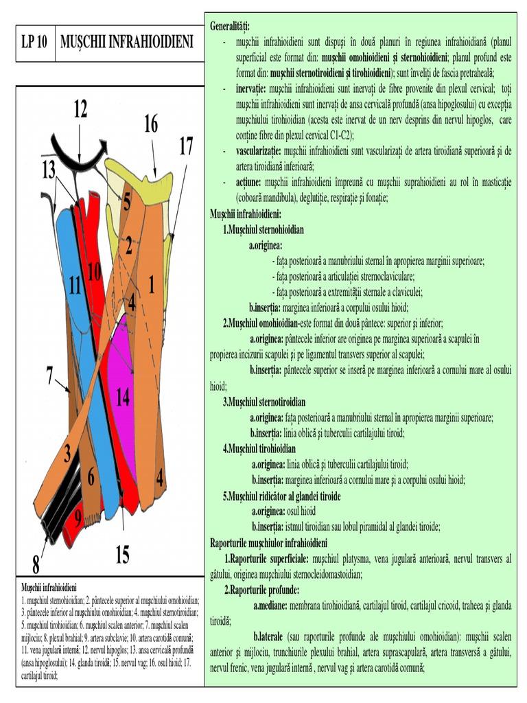 Anatomie Cap Si Gat PDF | PDF