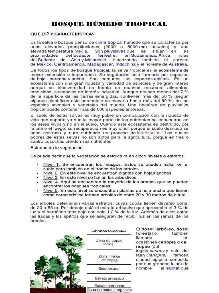 Características del Bosque Húmedo Tropical | PDF | Canopy (Biología ...