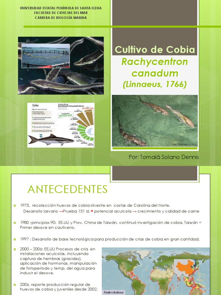 Cultivo de Cobia Rachycentrum Canadum 1 | PDF | Acuicultura | Industria ...