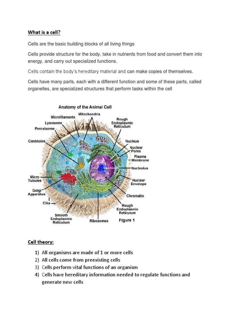 What Is A Cell? | PDF